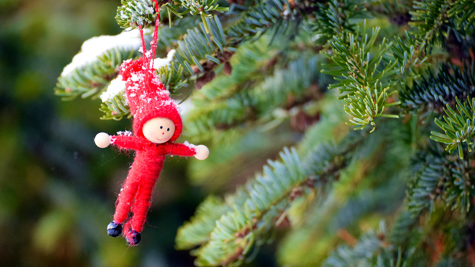 Send Me A Christmas Tree | Christmas | The Good Web Guide