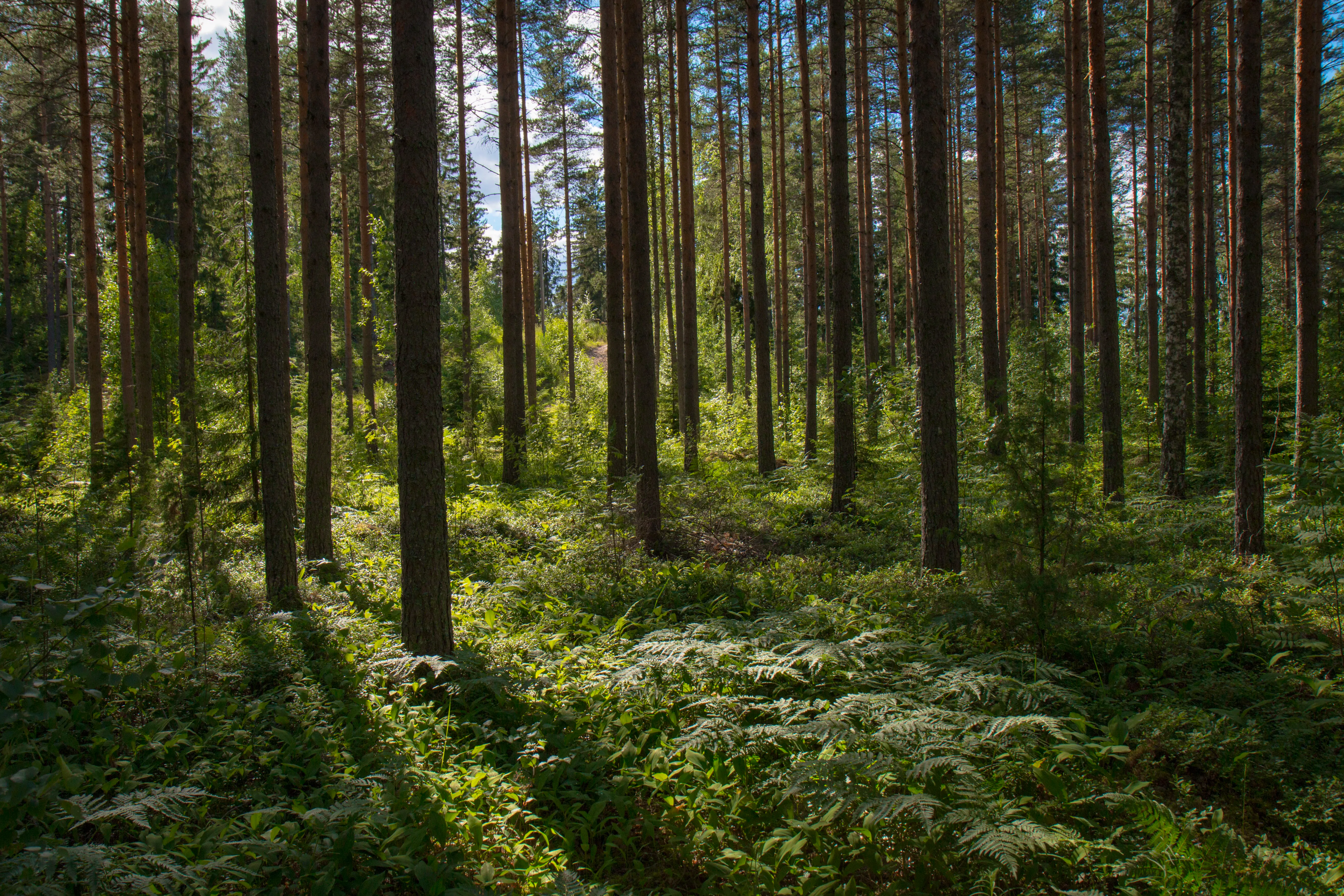 Best Sites For Planting Trees | The Good Web Guide