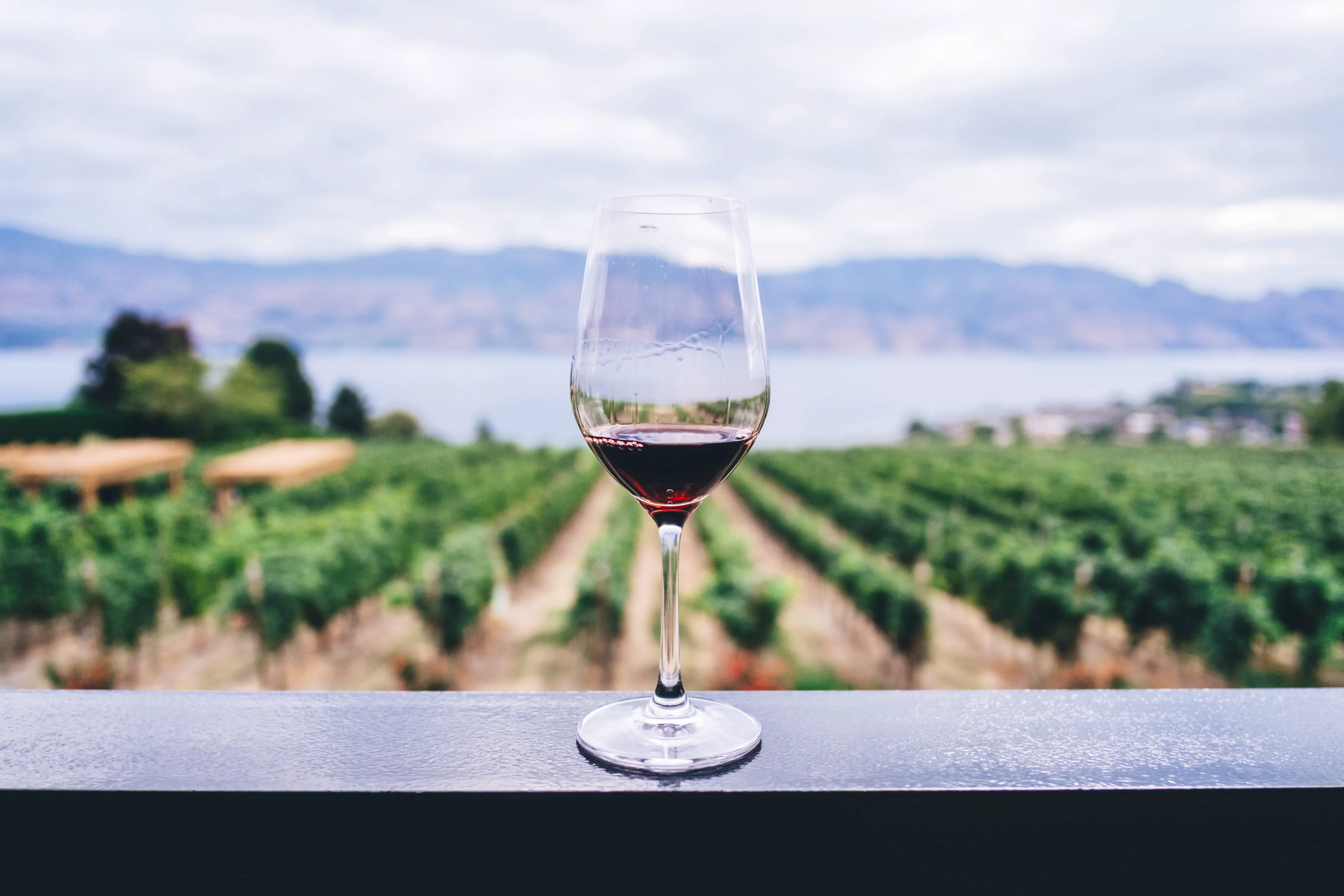 8 Ways To Become An Oenophile On National Wine Day | The GWG