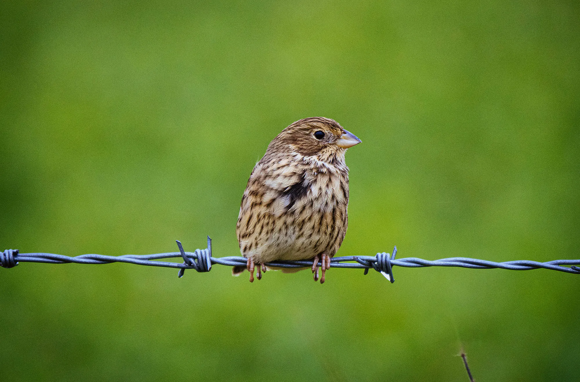 Best Online Resources For Bird Watching | Good Web Guide