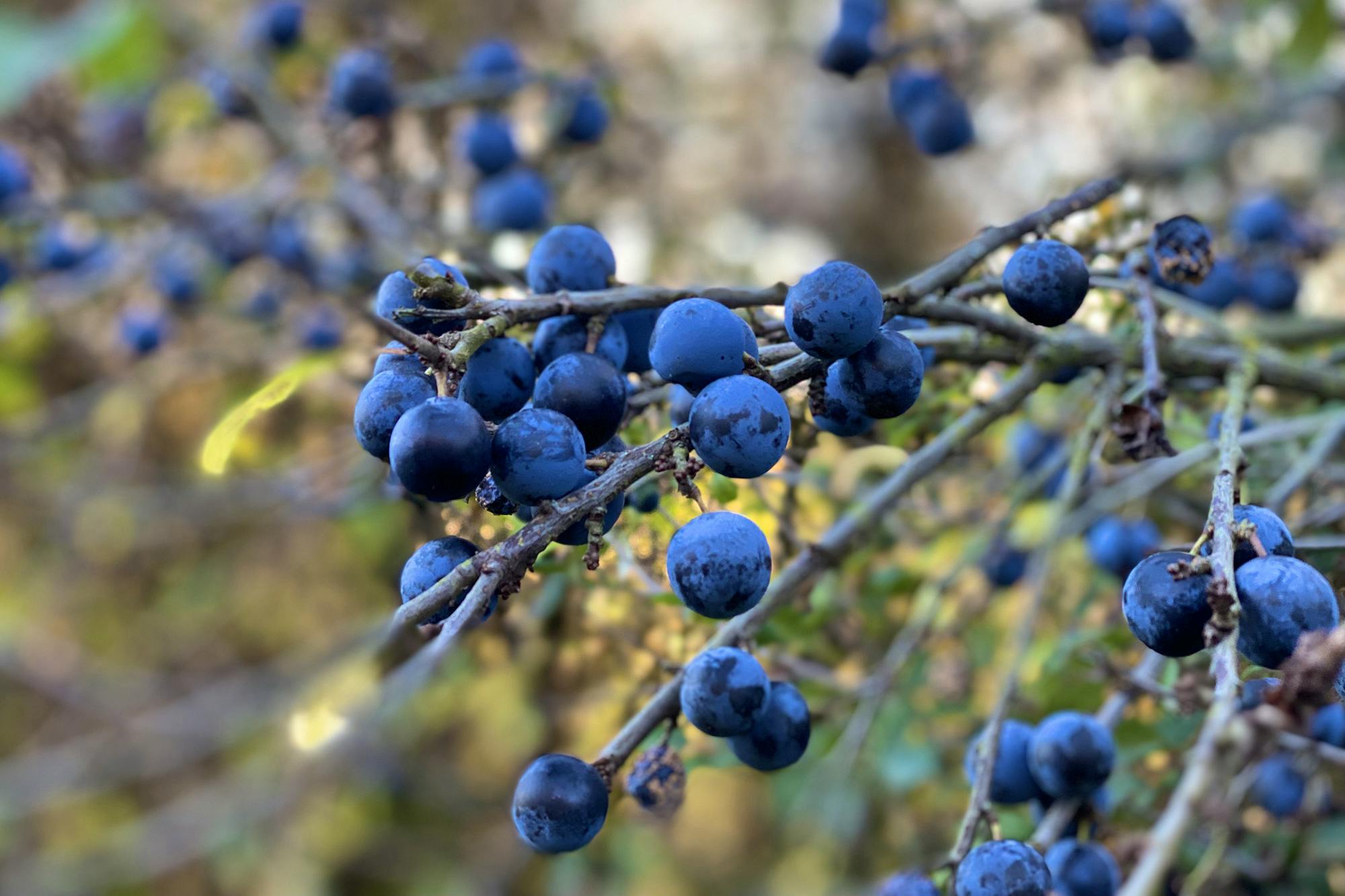 What To Do With Sloes, From Sloe Gin & Beyond